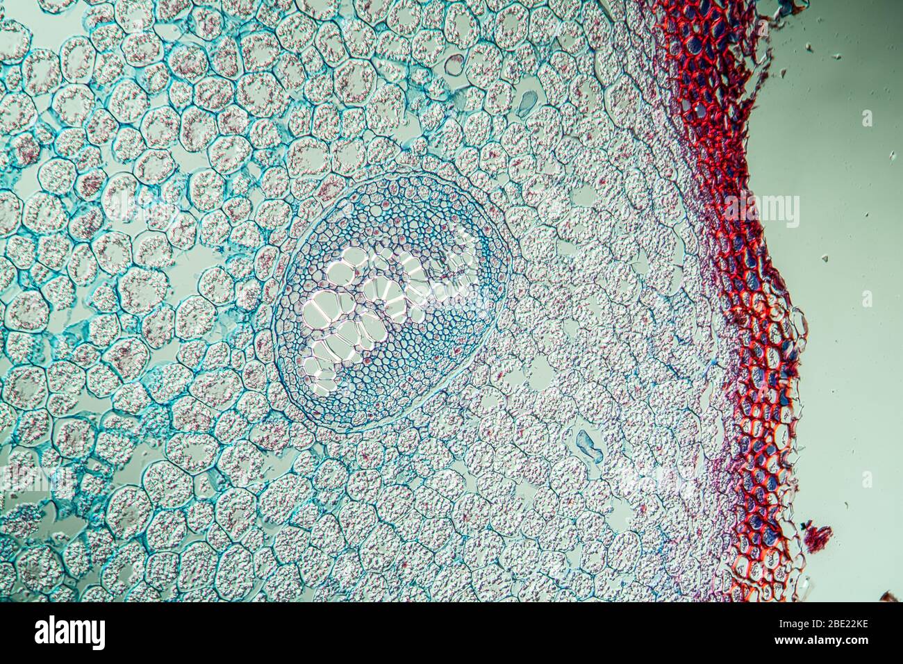 Fern with roots across 100x Stock Photo - Alamy