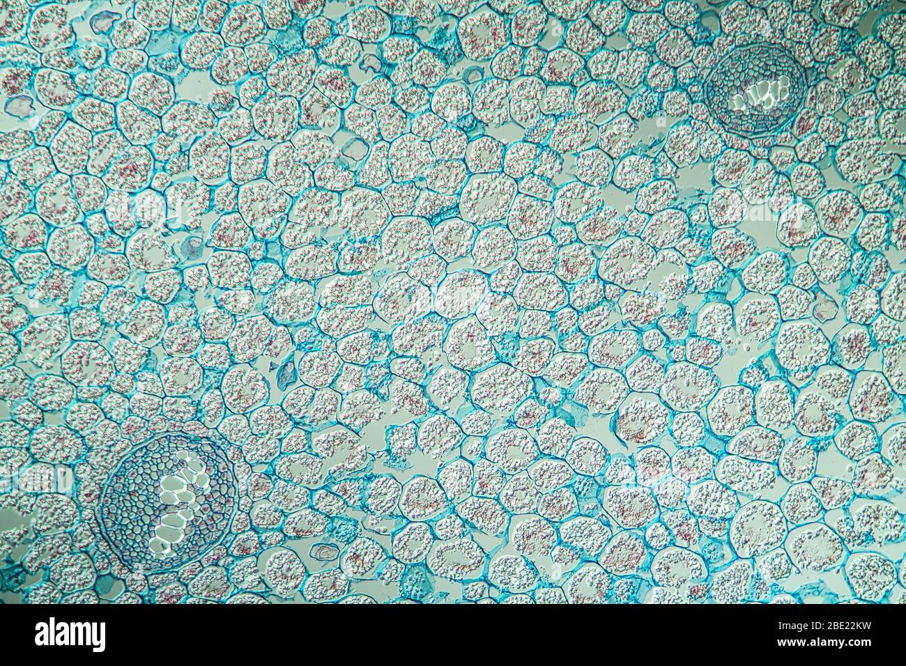 Fern with roots across 100x Stock Photo - Alamy