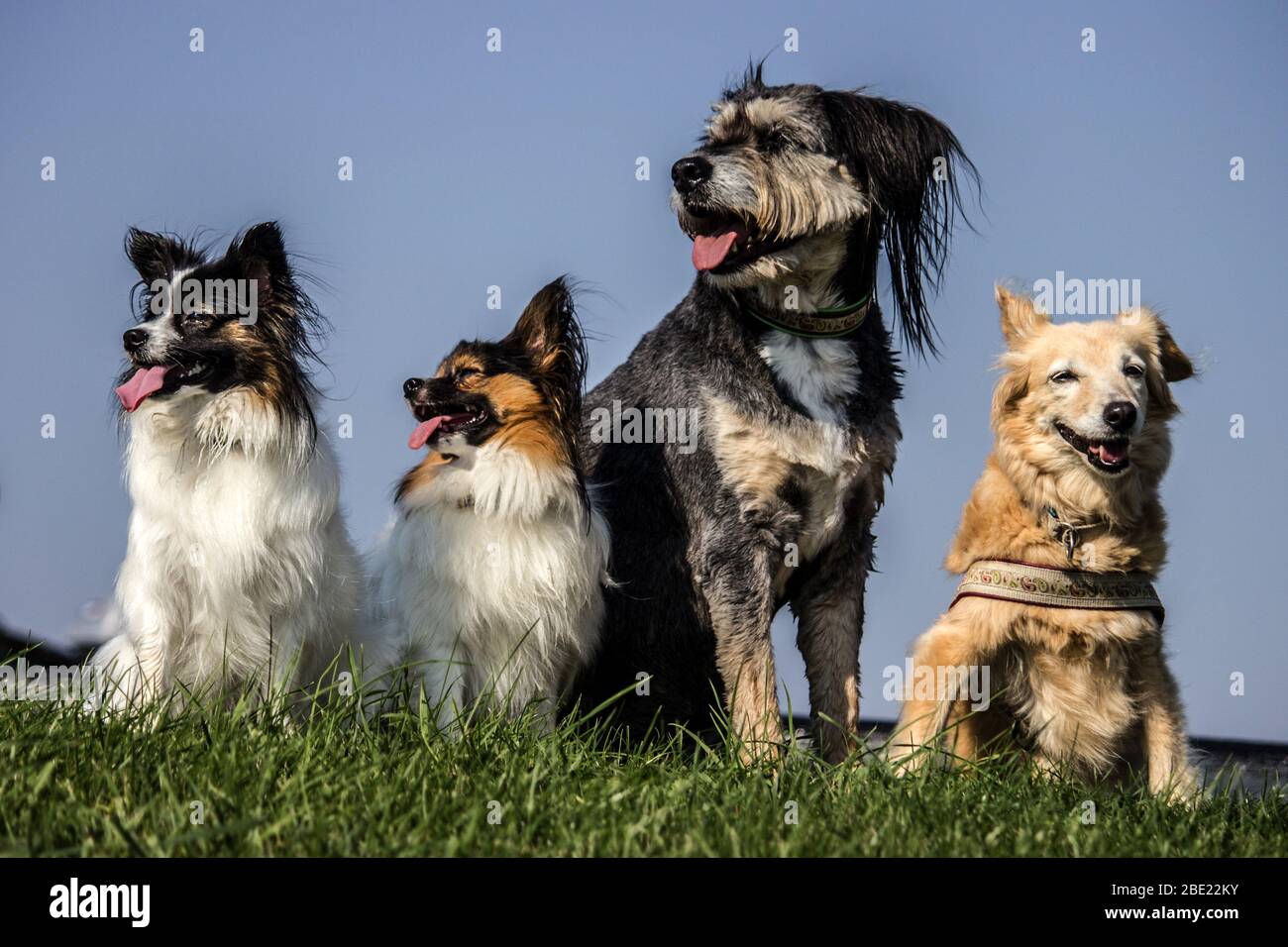 Cute dog, handsome with beautiful colors and thick hair Stock Photo - Alamy