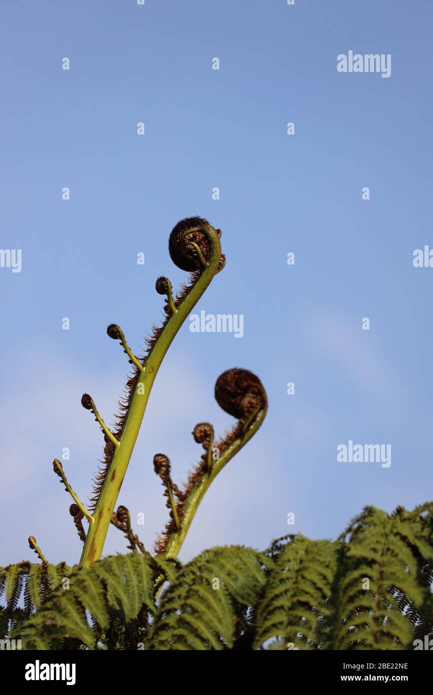 Fiddle heads. Tree fern sprouts/shoots about to open. New tender growth ...
