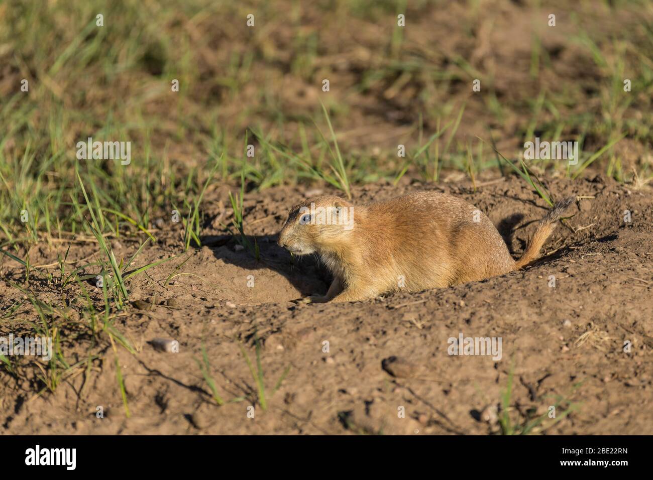 Wild Prairie Dog Stock Photo - Alamy