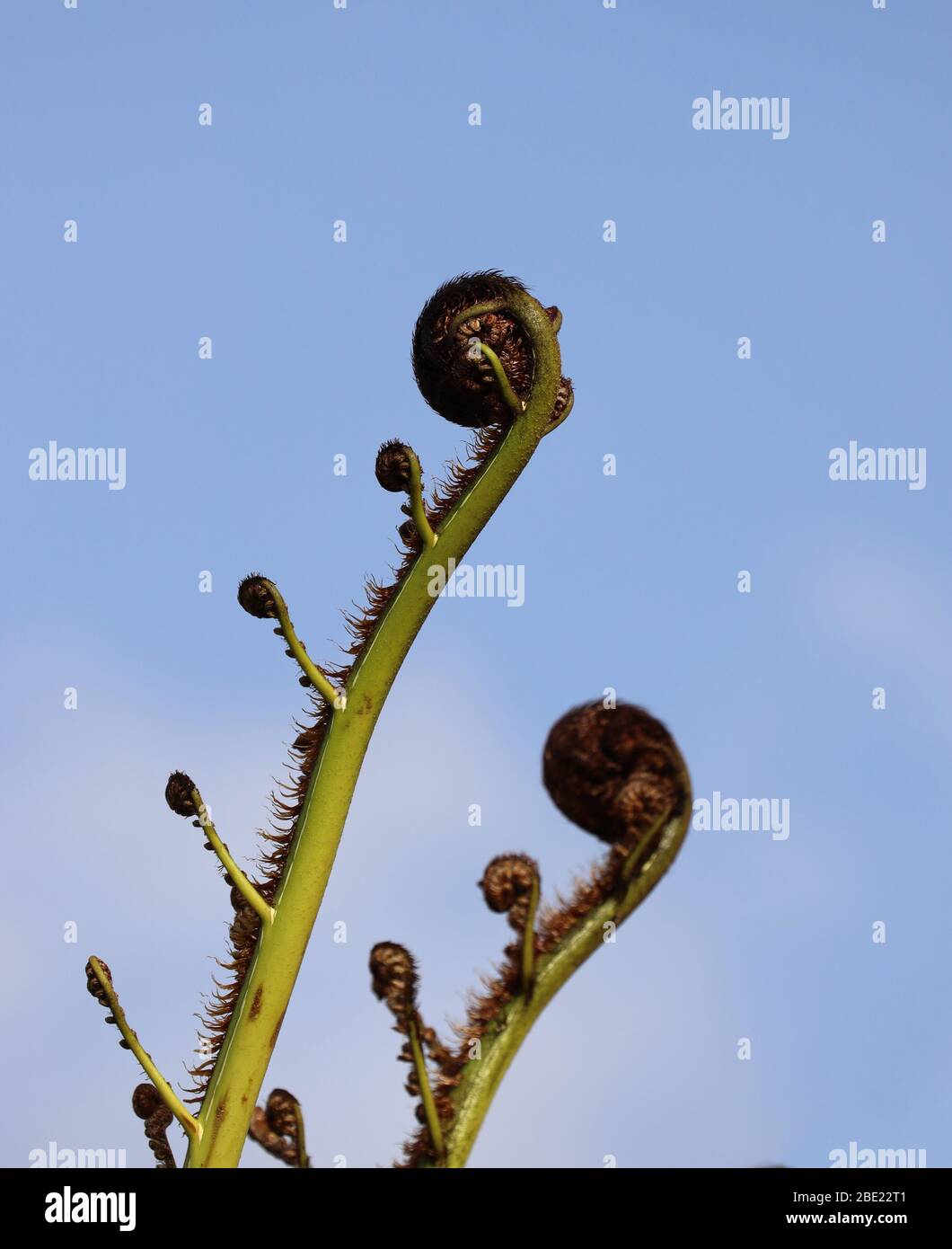 Fiddle heads. Tree fern sprouts/shoots about to open. New tender growth ...