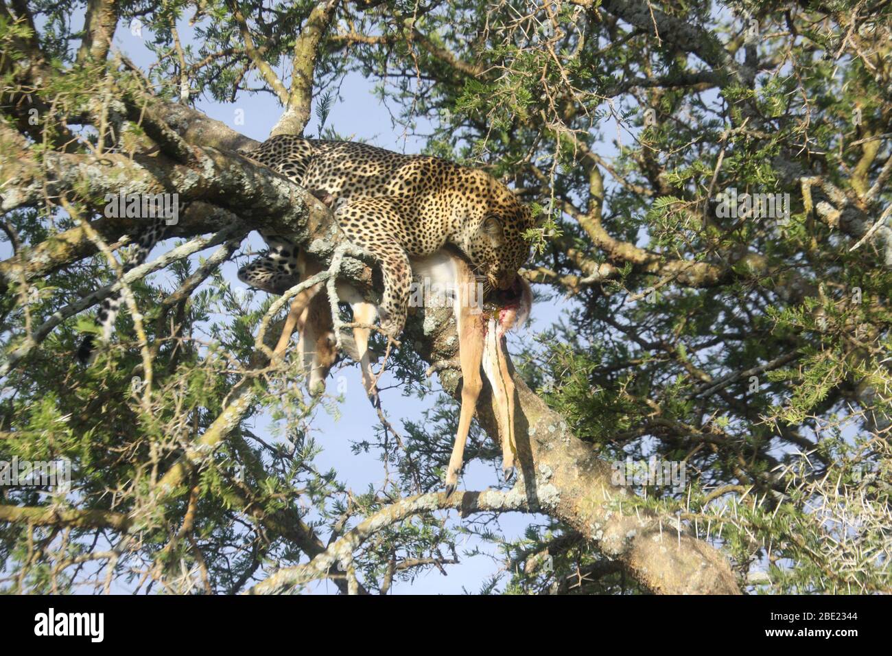 A leopard (Panthera pardus) has carried a dead impala he recently ...