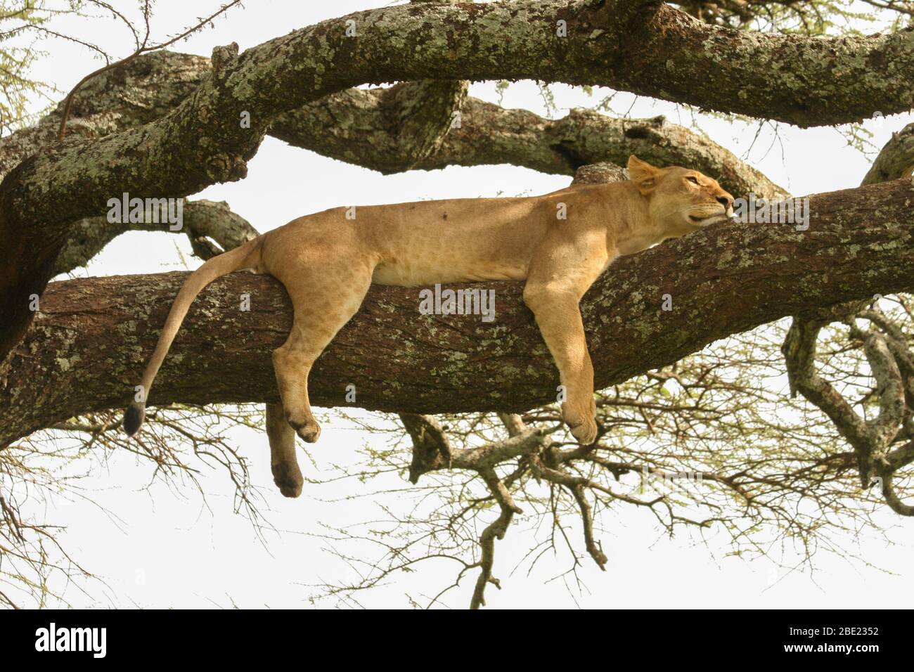 lioness resting in tree Photographed at Lake Manyara National Park ...