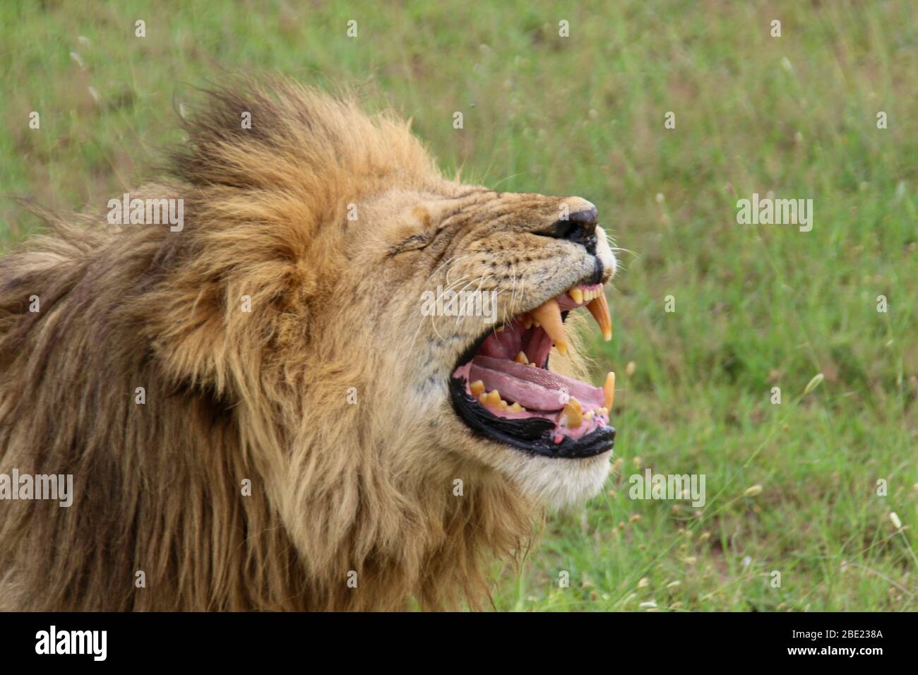 Roaring lion head hi-res stock photography and images - Alamy