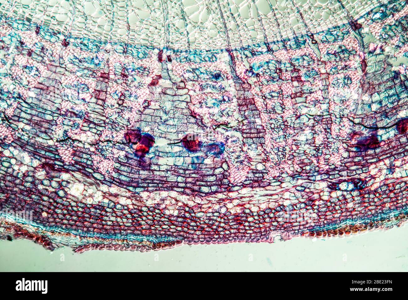 Linden tree trunk across 100x Stock Photo - Alamy