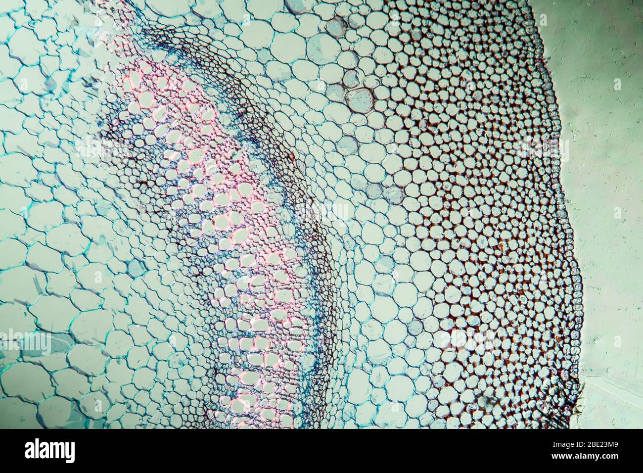 Nettle cells hi-res stock photography and images - Alamy