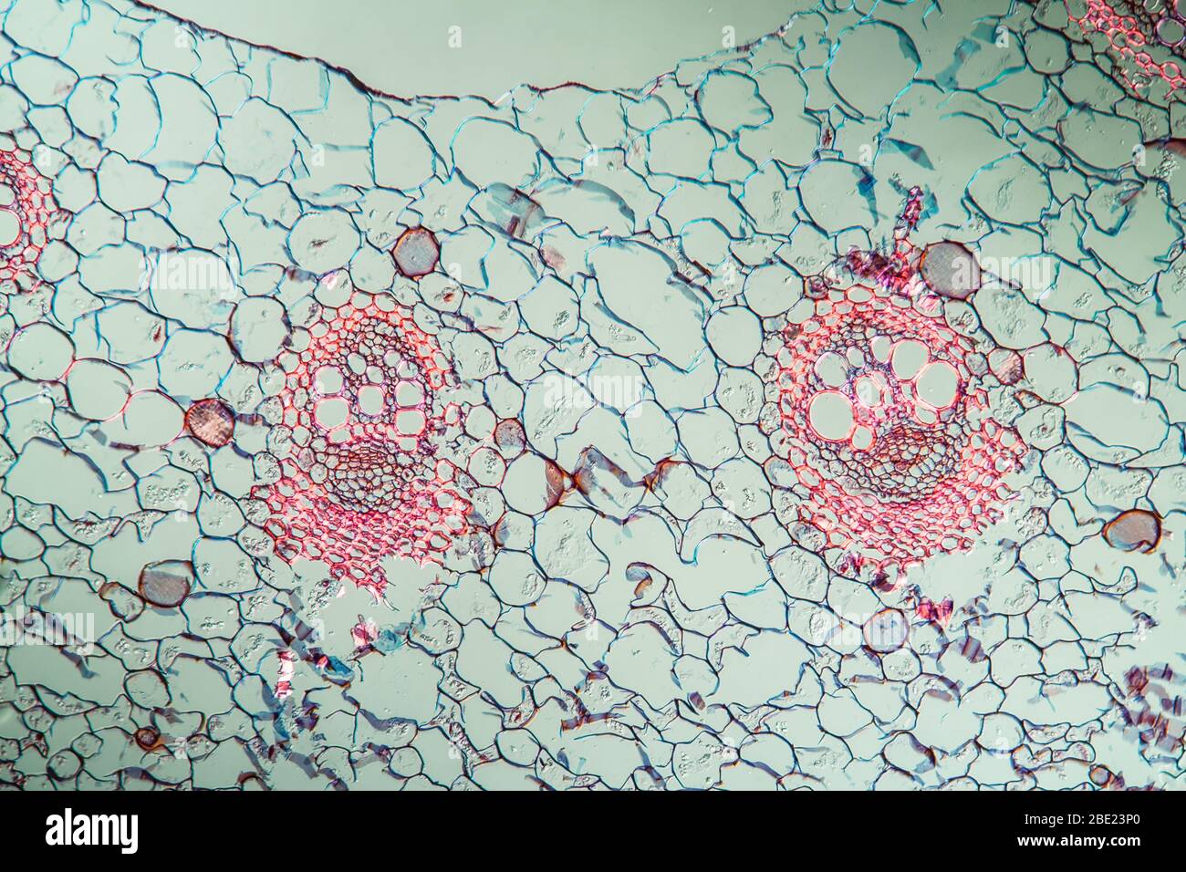 Ranunculus stem cross section hi-res stock photography and images - Alamy