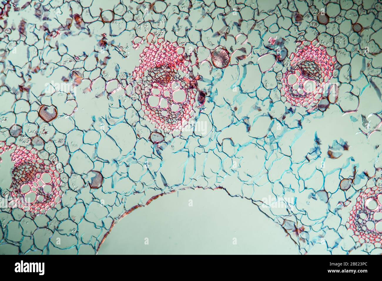 Ranunculus stem cross section hi-res stock photography and images - Alamy
