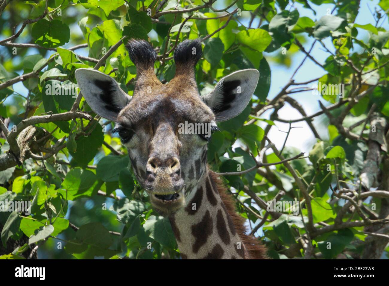 Masai and reticulated giraffe hi-res stock photography and images - Alamy