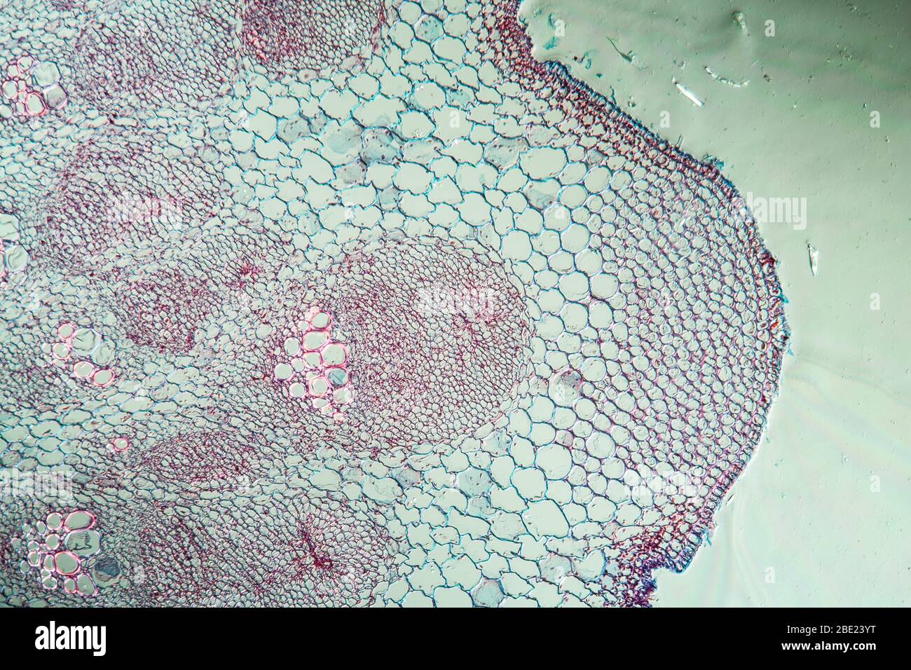 Burdock with stalk across 100x Stock Photo - Alamy