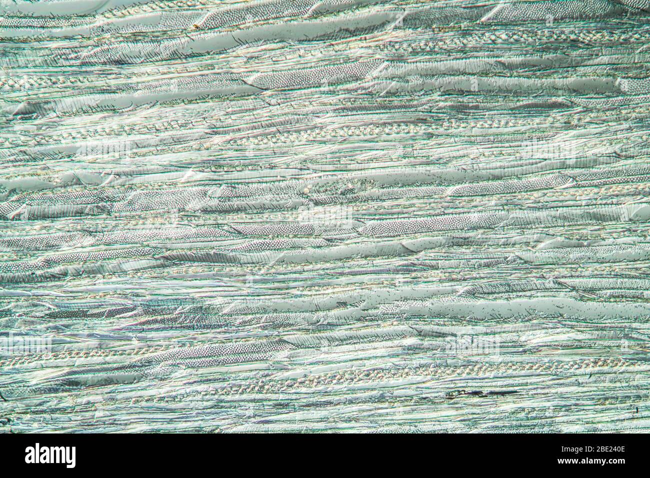 Beech wood cells lengthways 100x Stock Photo - Alamy