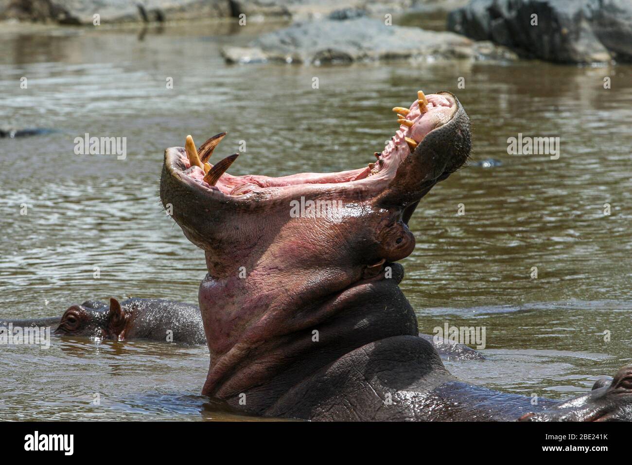 Hippo mouth open hi-res stock photography and images - Alamy
