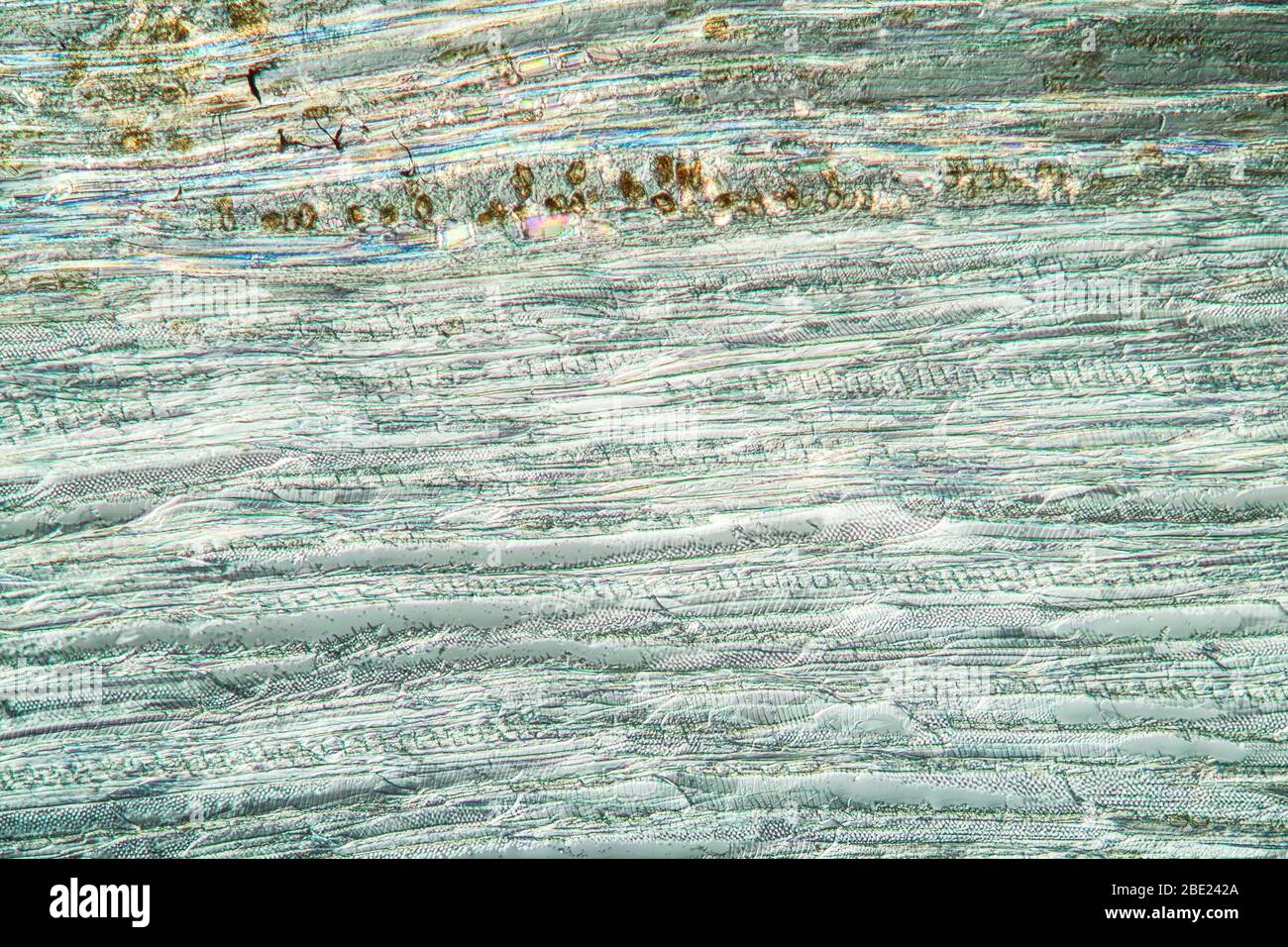 Beech wood cells lengthways 100x Stock Photo - Alamy