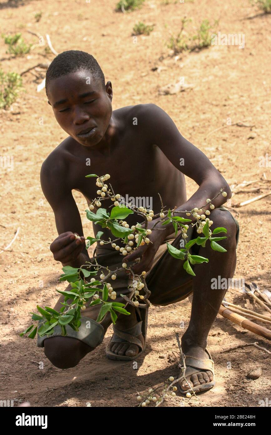 Hadza man eating berries from a bush Photographed near Lake Eyasi ...