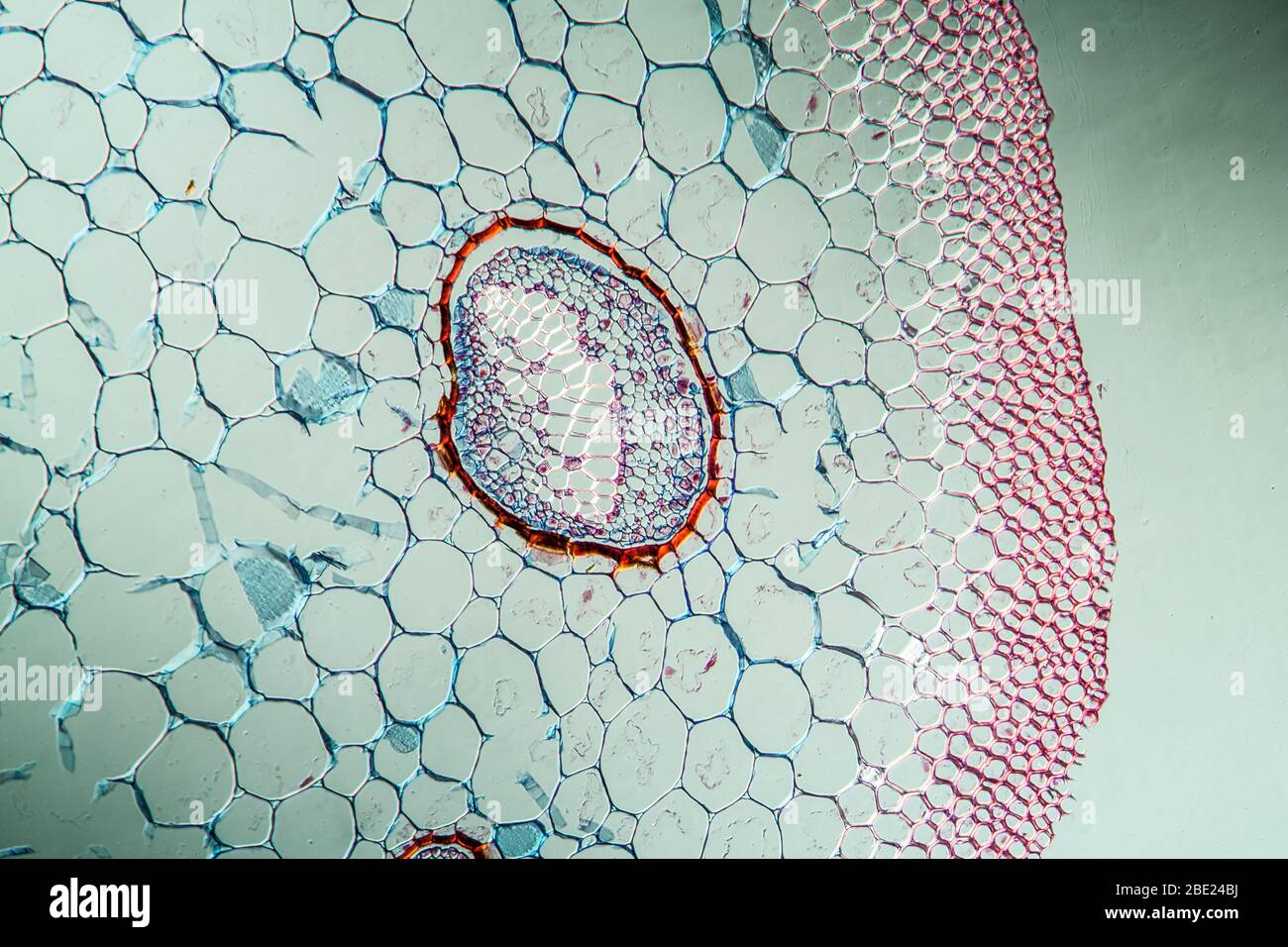 Fern with sprout across 100x Stock Photo - Alamy