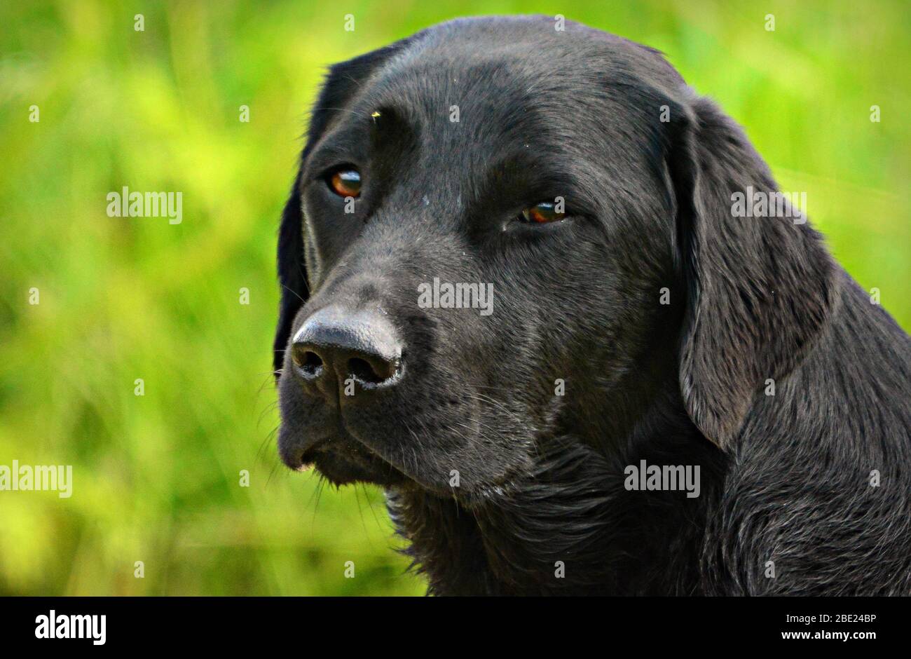 Cute dog, handsome with beautiful colors and thick hair Stock Photo - Alamy