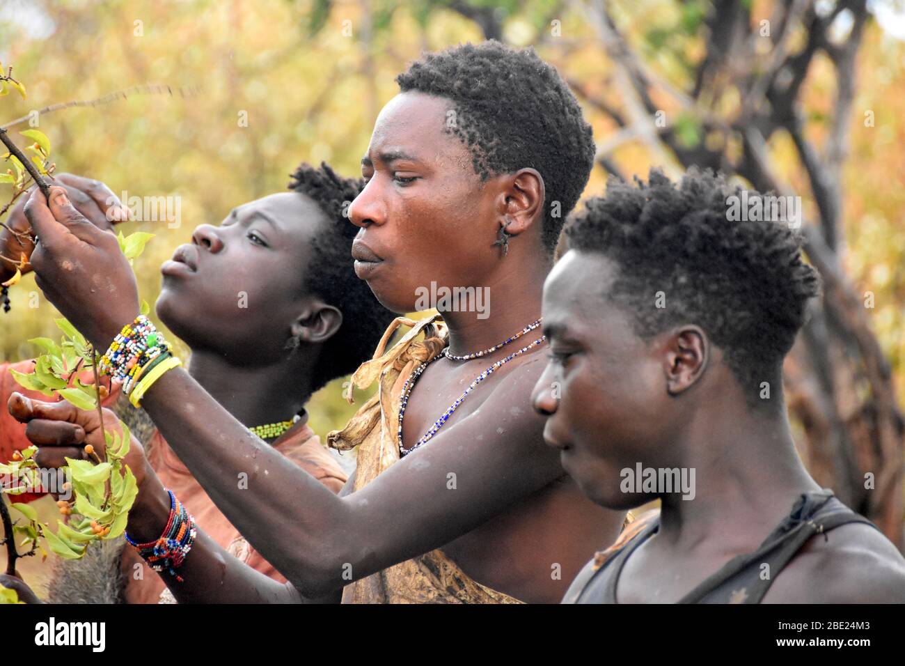African berries hi-res stock photography and images - Alamy