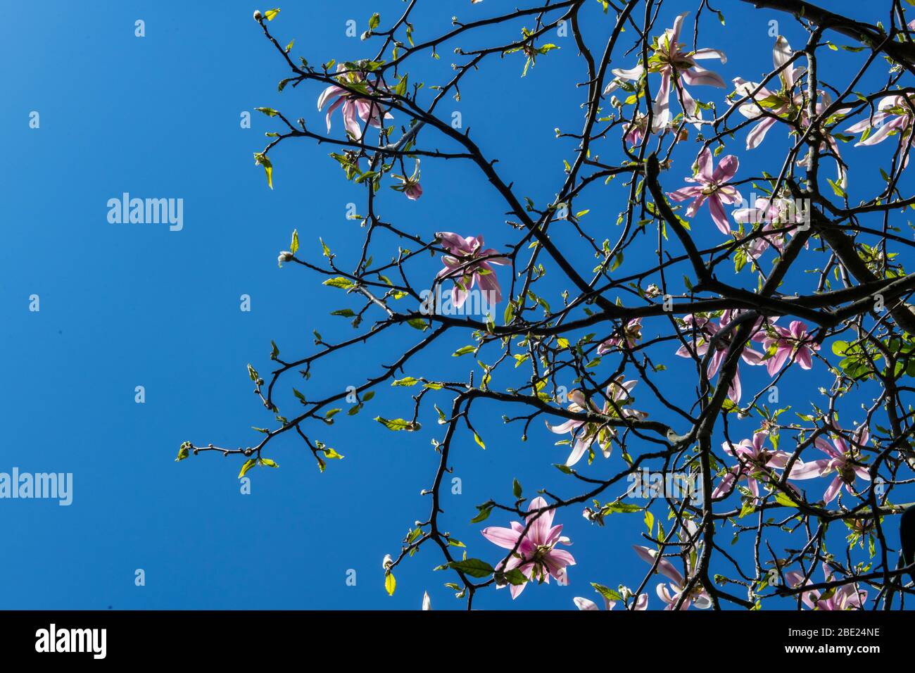 A flowering magnolia tree from below, looking up at a bright blue sky ...