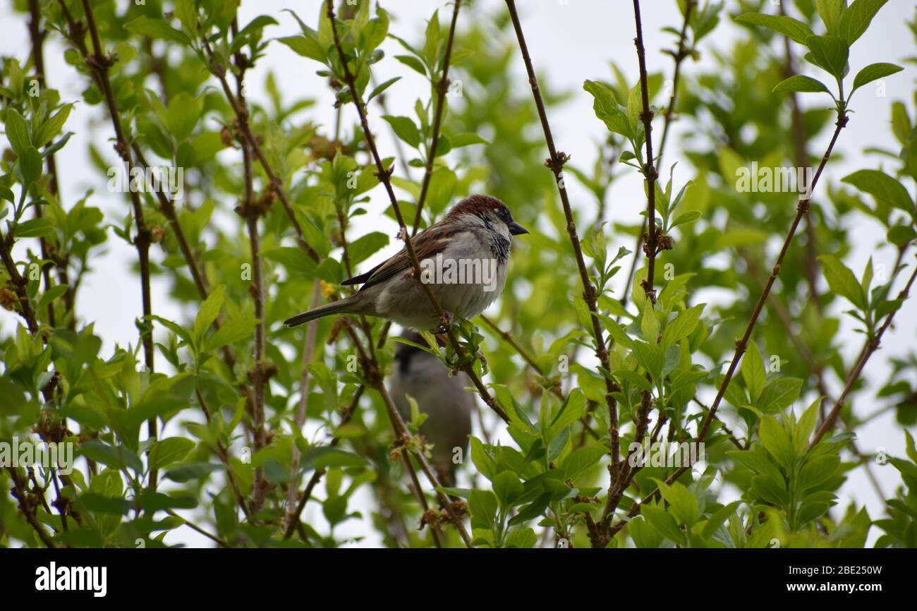 Male tree sparrow uk hi-res stock photography and images - Alamy