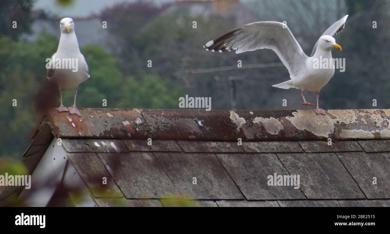Gull rooftop hi-res stock photography and images - Alamy
