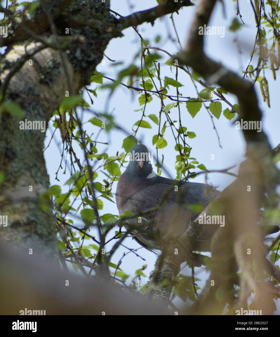 Wood Pigeon sat in tree looking straight at the camera Stock Photo - Alamy