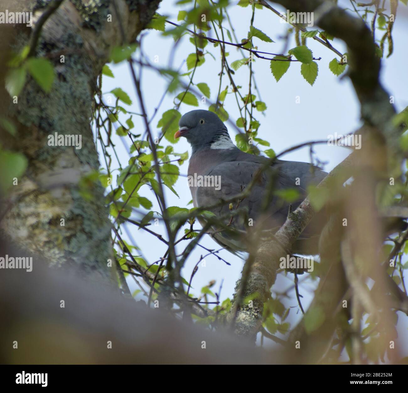 Wood Pigeon sat in tree Stock Photo - Alamy