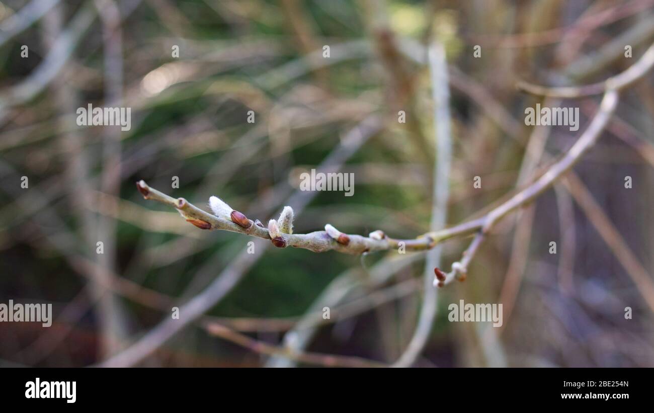 Downy willow hi-res stock photography and images - Alamy