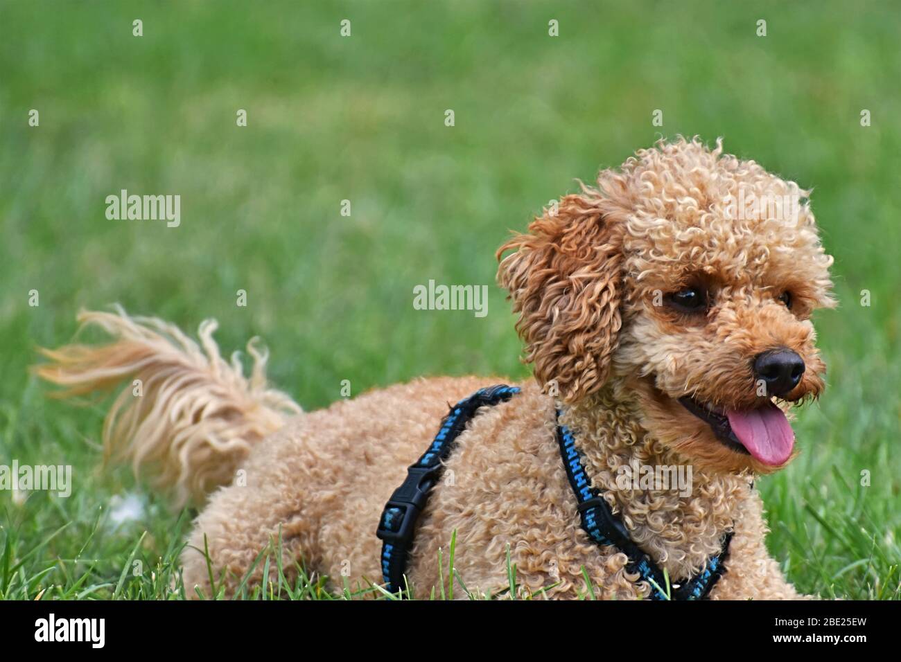 Cute dog, handsome with beautiful colors and thick hair Stock Photo - Alamy