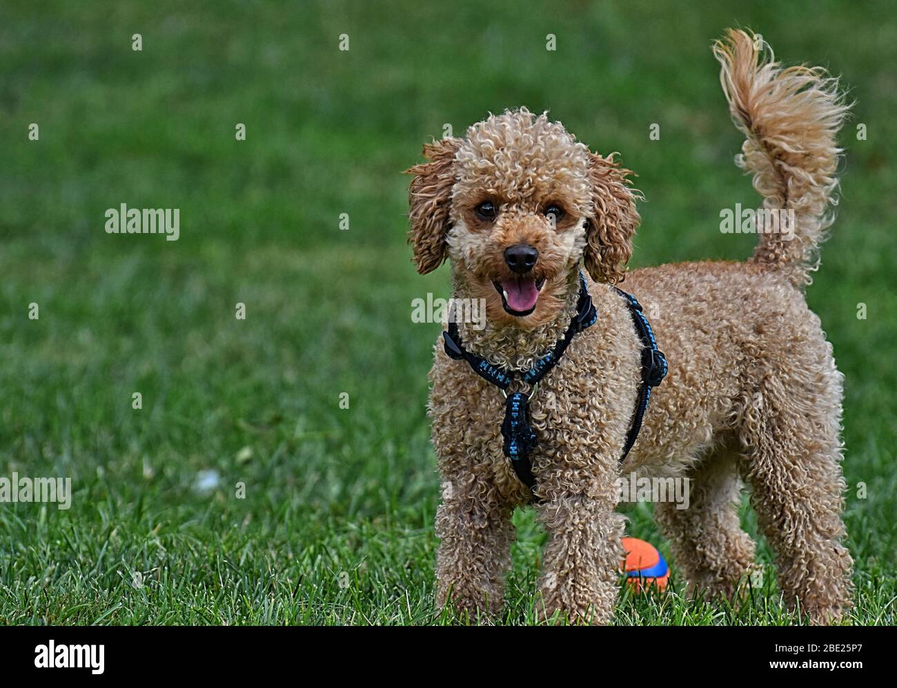 Cute dog, handsome with beautiful colors and thick hair Stock Photo - Alamy