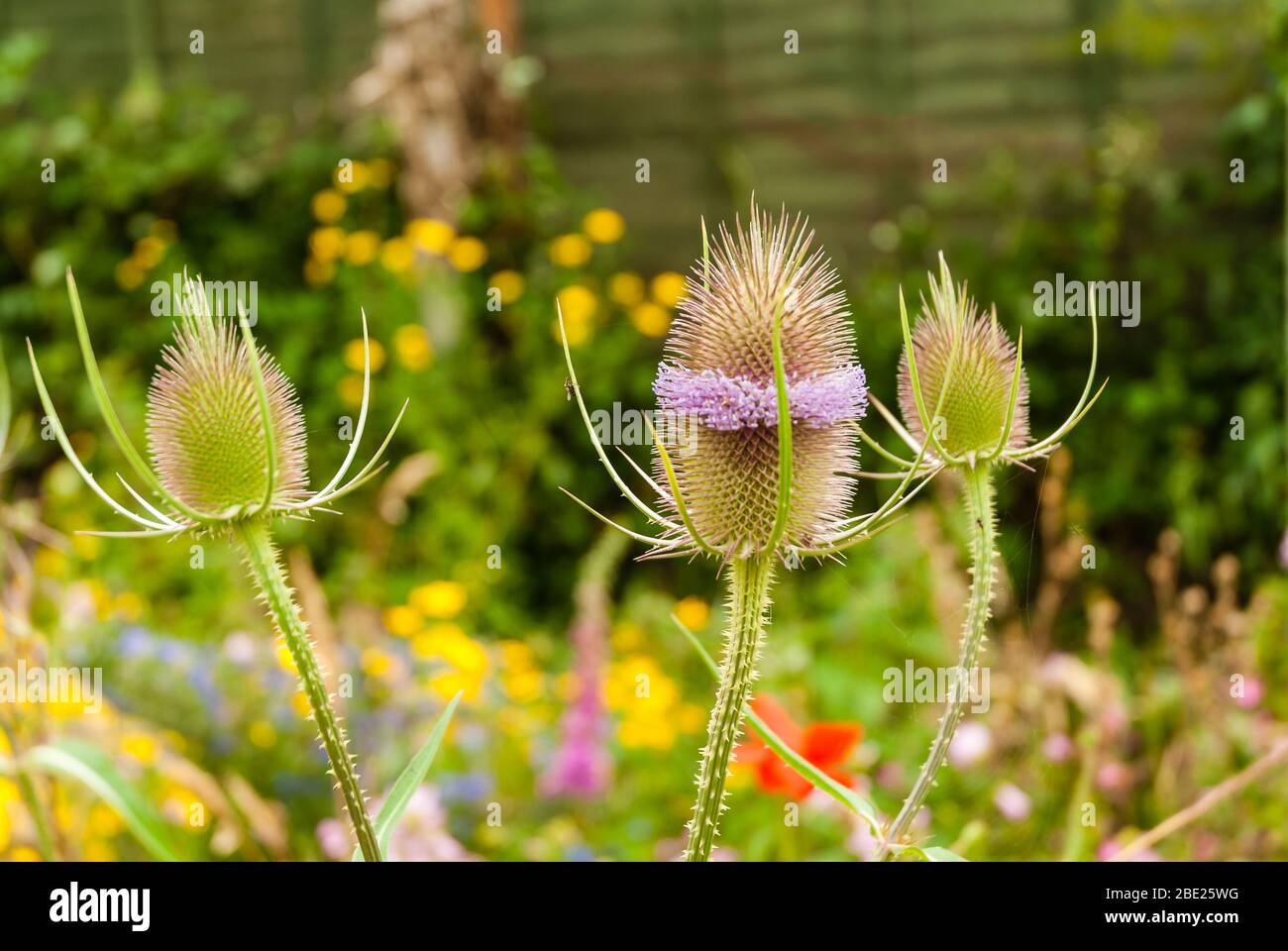 Britain in Bloom Gold Competition Winners Stock Photo - Alamy