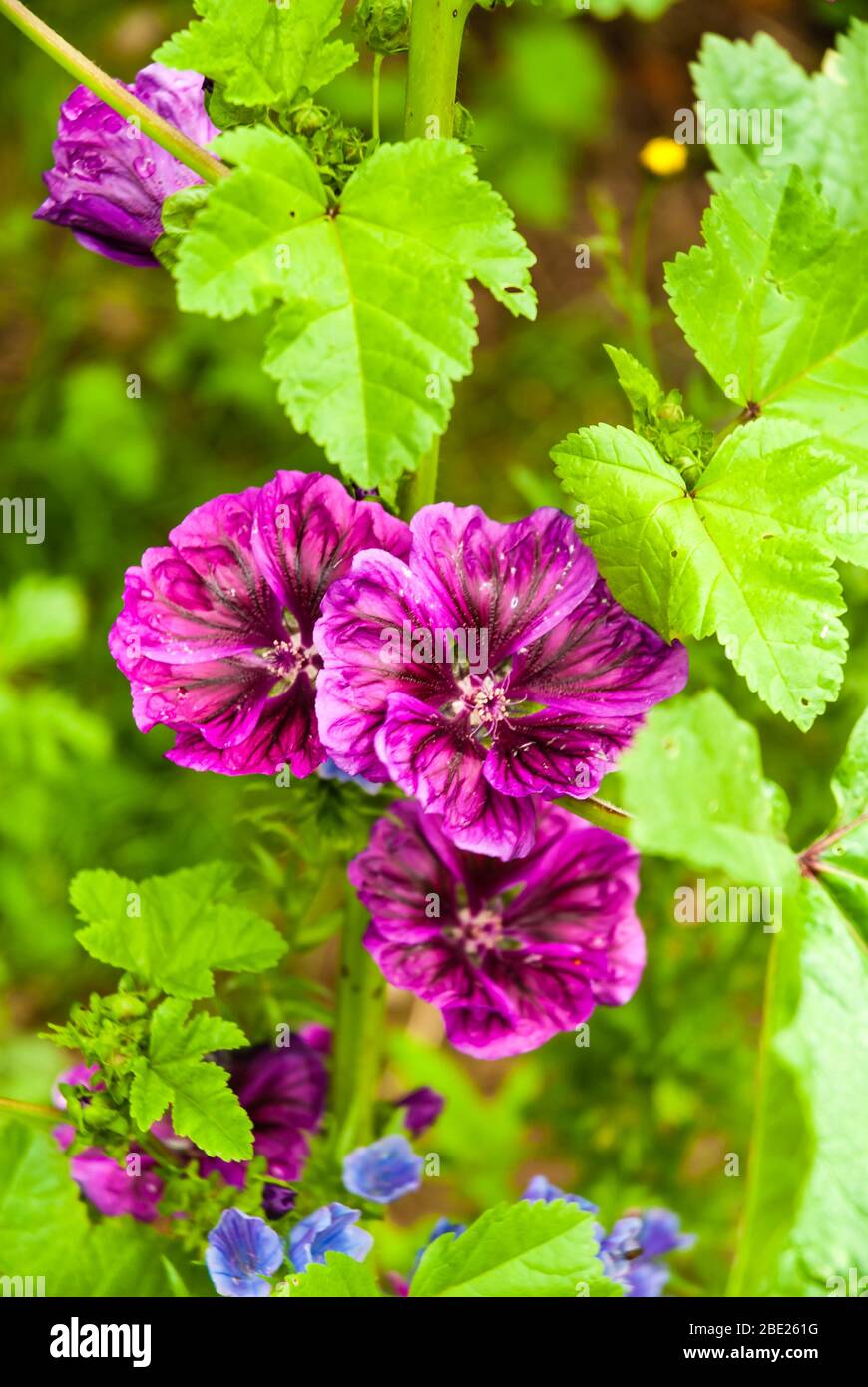 Britain in Bloom Gold Competition Winners Stock Photo - Alamy