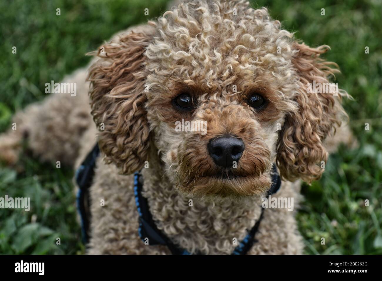 Cute dog, handsome with beautiful colors and thick hair Stock Photo - Alamy