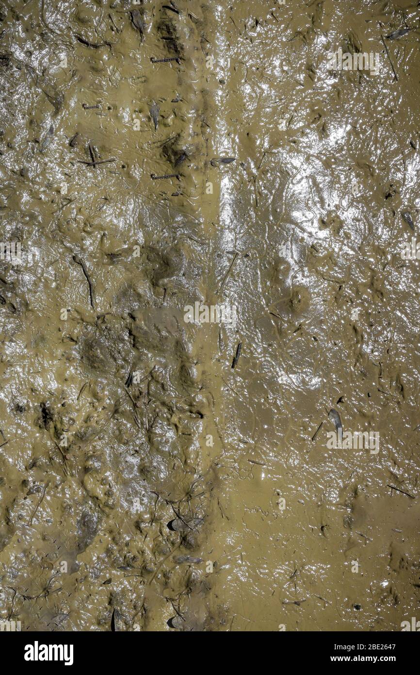Drought mud puddle hi-res stock photography and images - Alamy