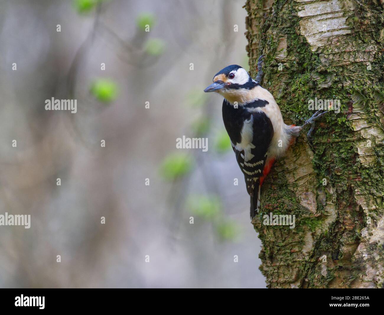 Great Spotted Woodpecker Stock Photo - Alamy