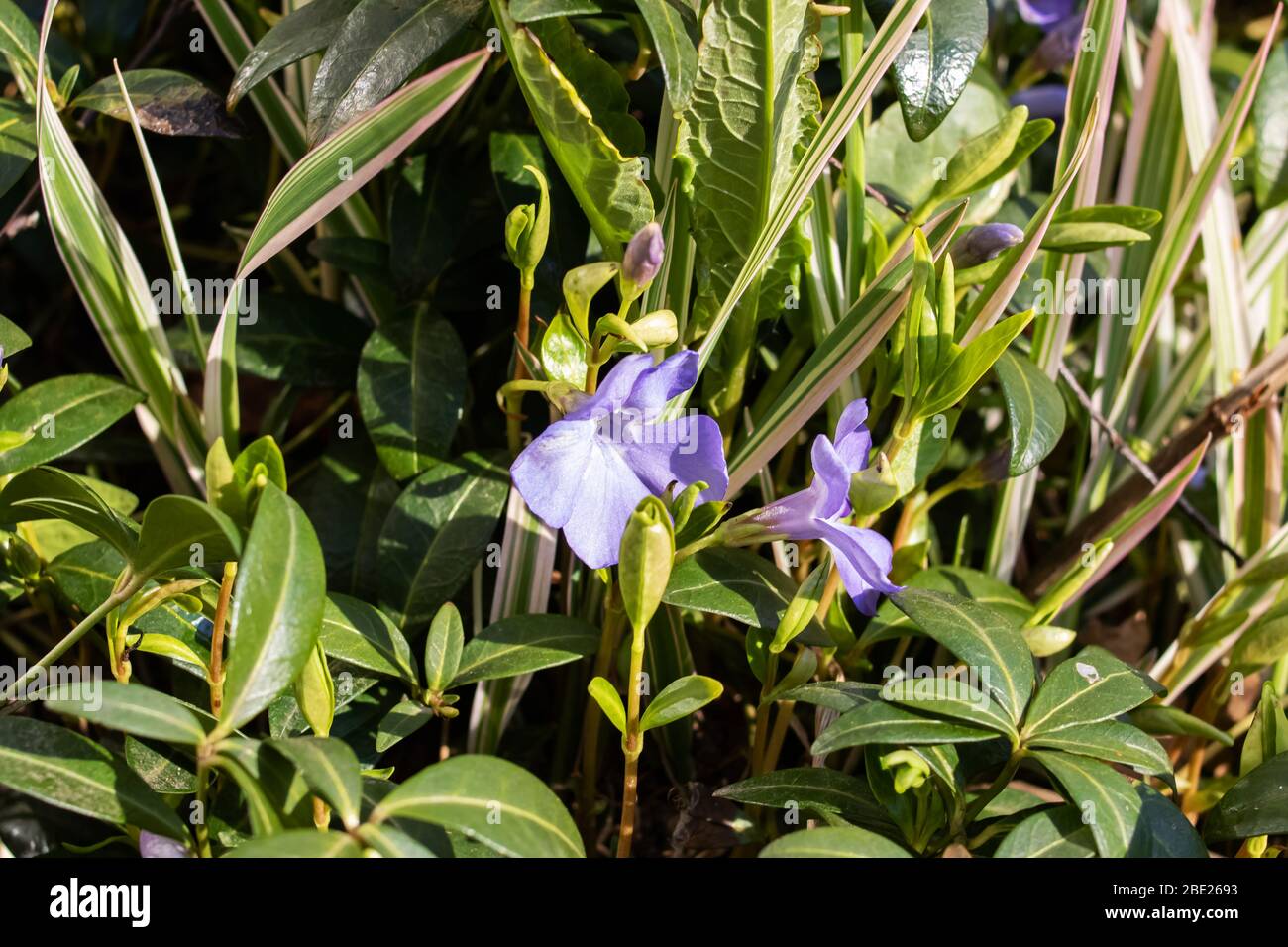 Periwinkle Flower High Resolution Stock Photography and Images - Alamy