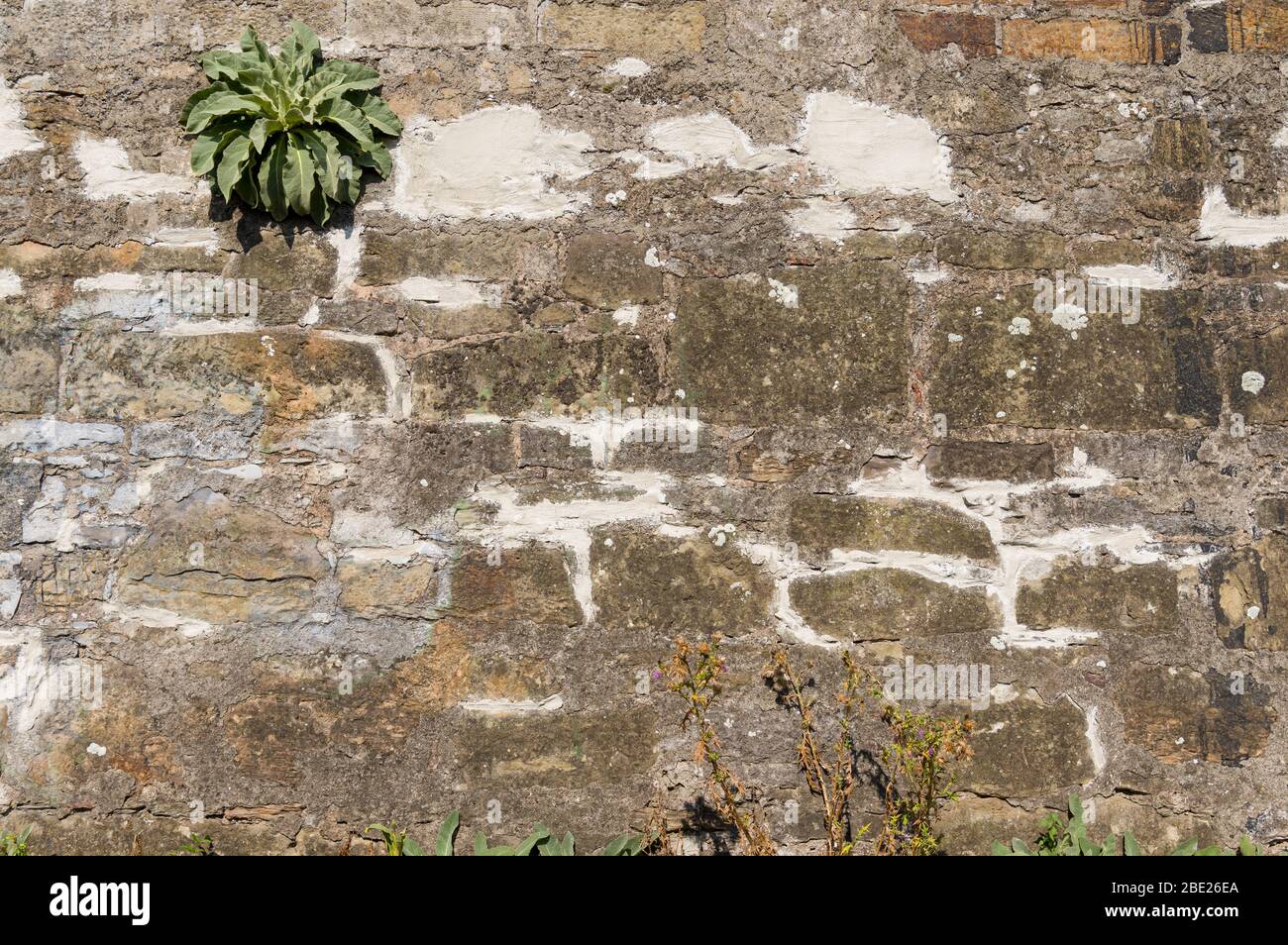 Old wall of natural stone with efflorescence and growth, grouted and ...