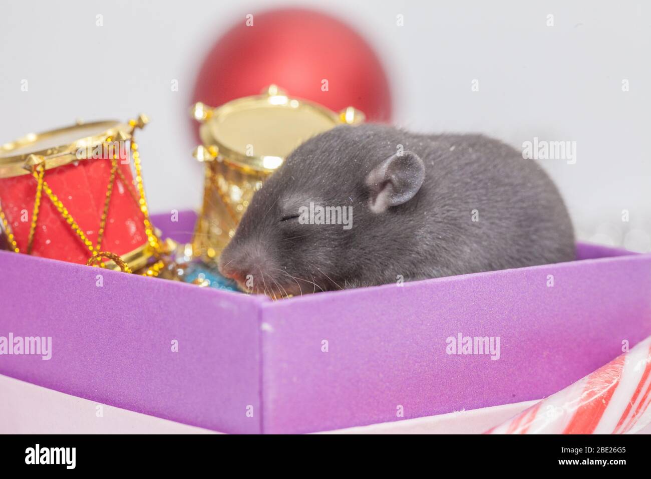 Gray Fat Rat High Resolution Stock Photography and Images - Alamy