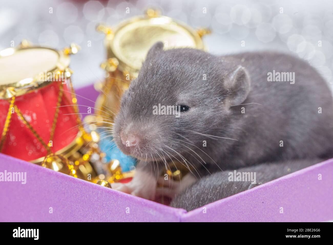 Rat baby is cute and plump. Gray fat man Stock Photo - Alamy