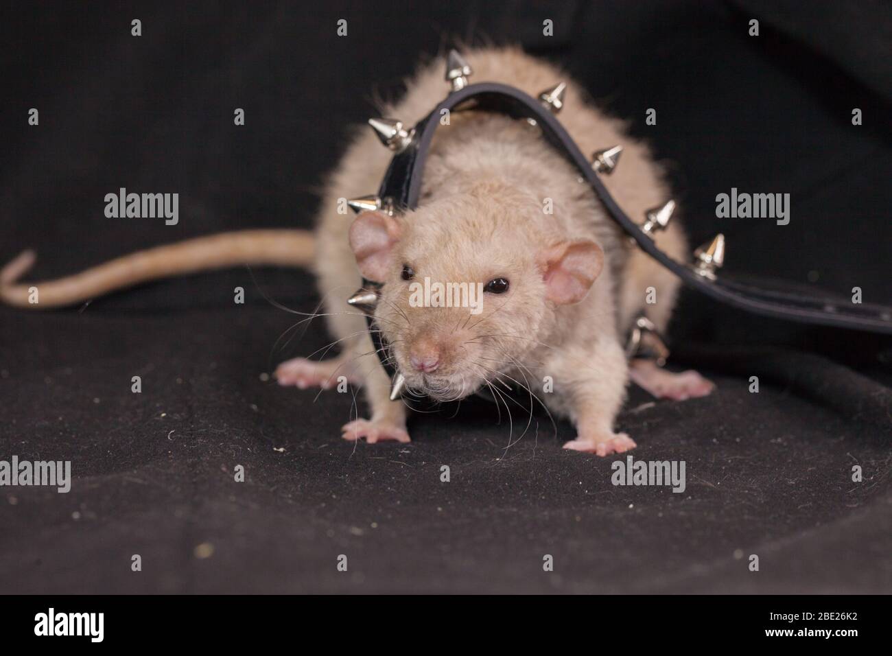 Angry Rat High Resolution Stock Photography and Images - Alamy