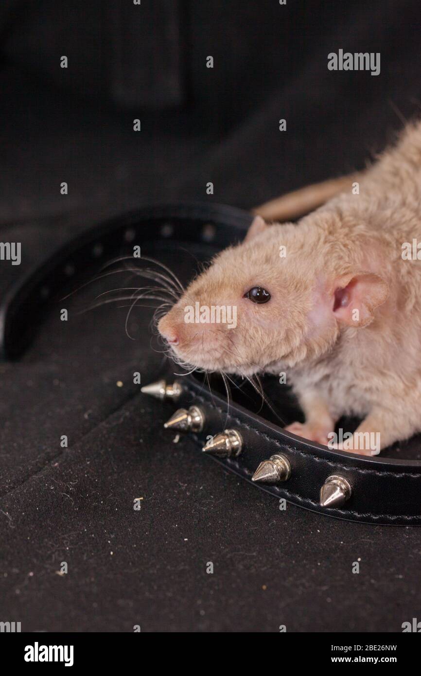 Rat is a brutal man. On a dark contrasting background Stock Photo - Alamy