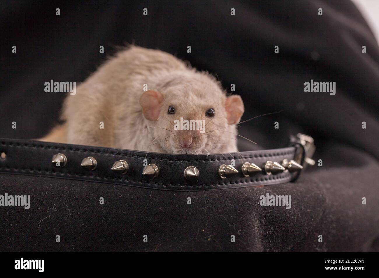 Angry rat hi-res stock photography and images - Alamy