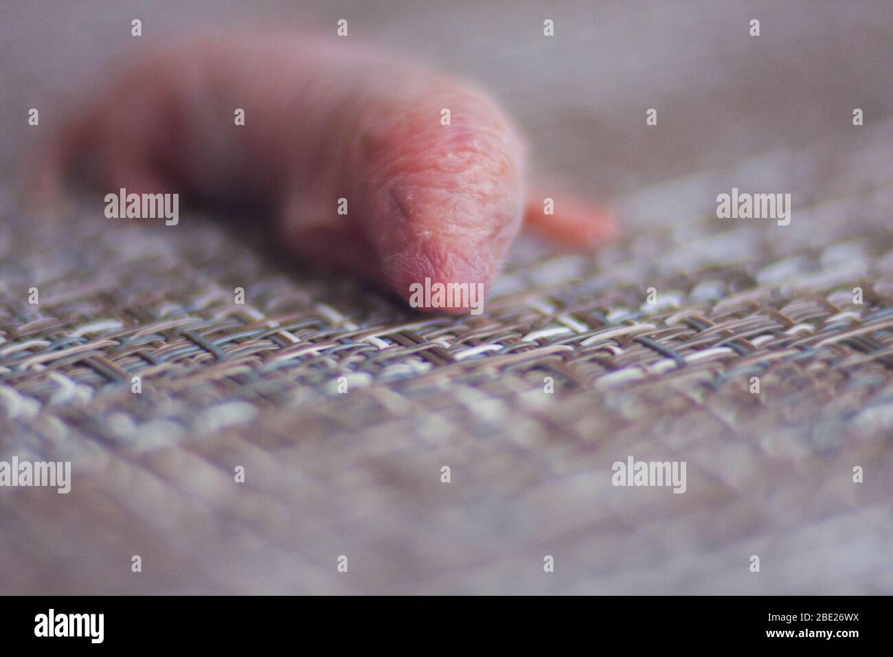 rat baby. newborn cub with red bald skin Stock Photo - Alamy