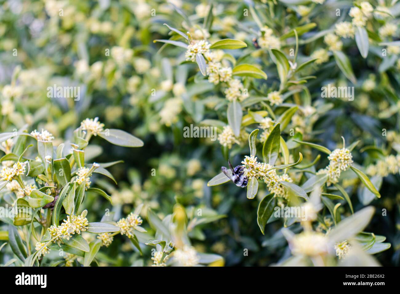 Bee bush hi-res stock photography and images - Alamy
