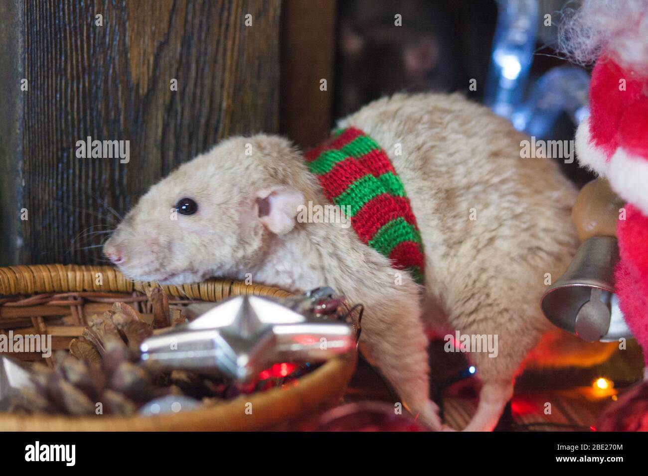 Rat with a christmas hat hi-res stock photography and images - Alamy