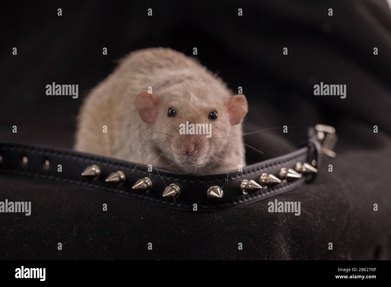 Angry Rat High Resolution Stock Photography and Images - Alamy
