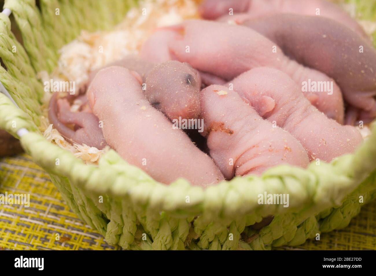 baby rat family in a basket. rat nest. cute kids Stock Photo - Alamy