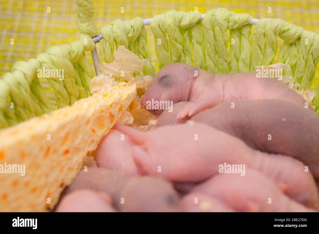 baby rat family in a basket. rat nest. cute kids Stock Photo - Alamy