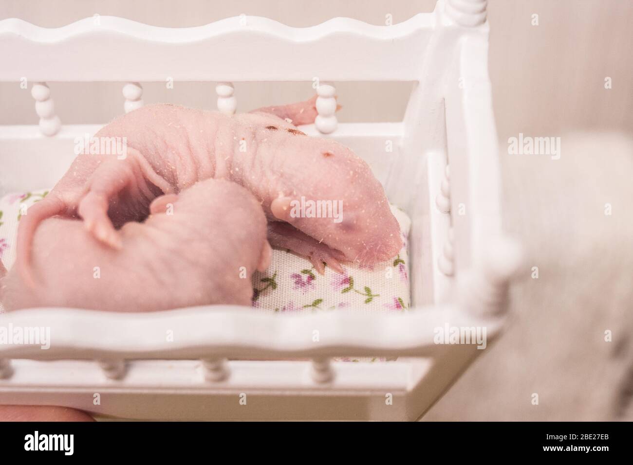 baby rat family in a basket. rat nest. cute kids Stock Photo - Alamy