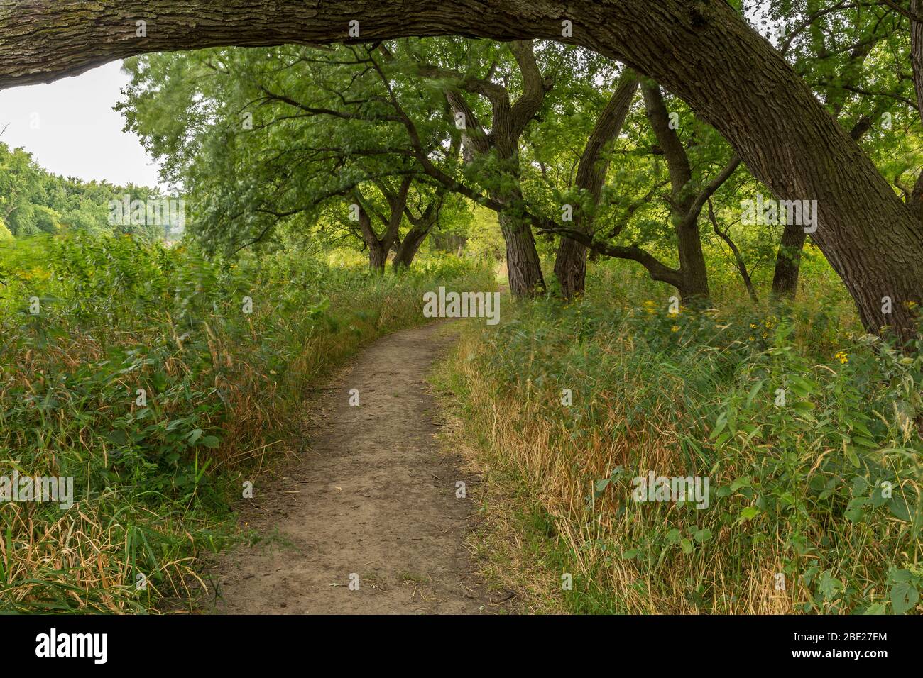 Hiking walking trail trees path hi-res stock photography and images - Alamy